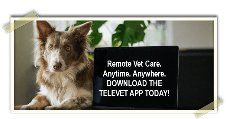 Vet Clinic in St. Lucie County & Treasure Coast, FL | Animal Hospital
